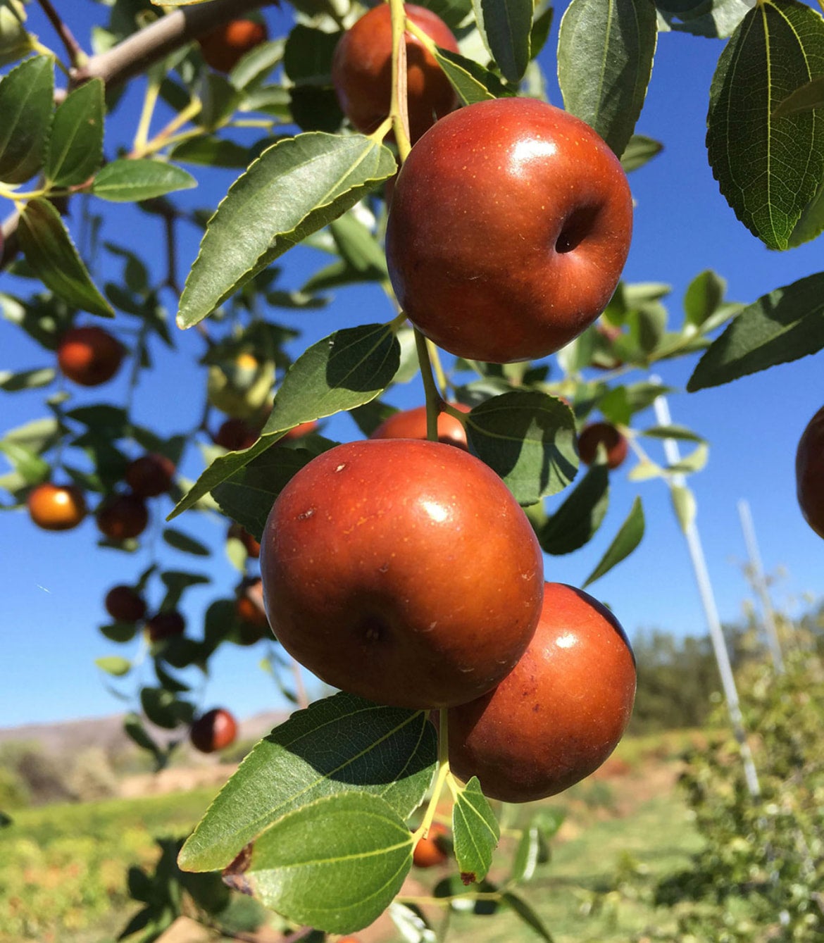 Jujube Tree
